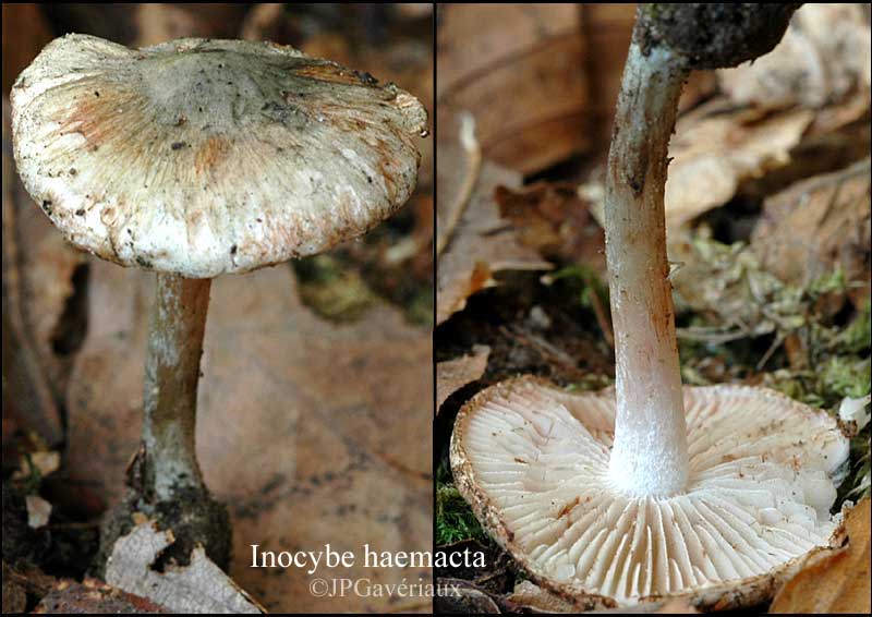 Inocybe_haemacta