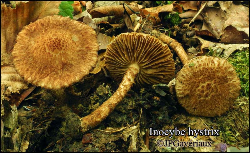 Inocybe_hystrix
