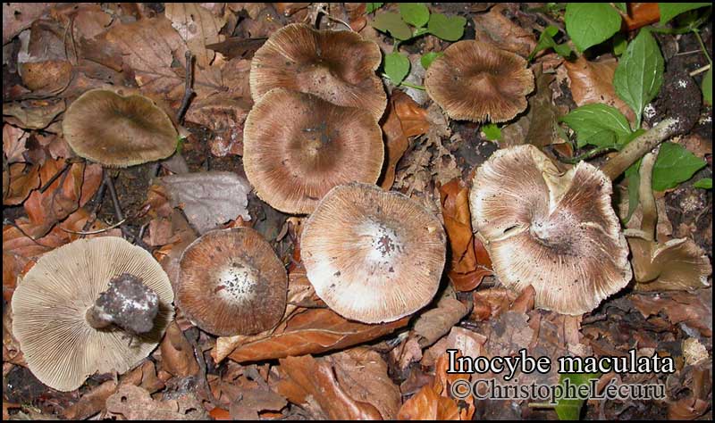 Inocybe_maculata