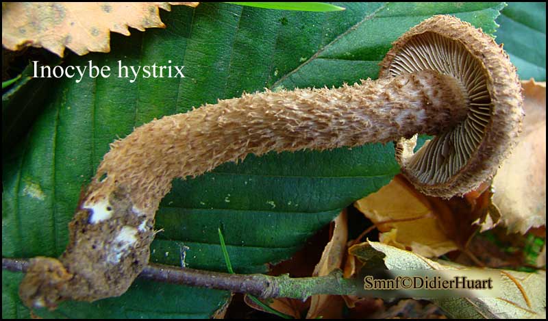 Inocybe_hystrix