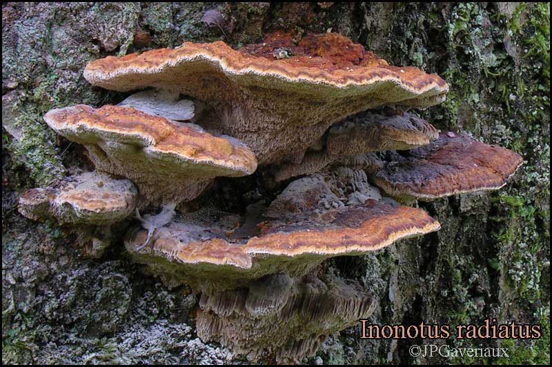 Inonotus_radiatus