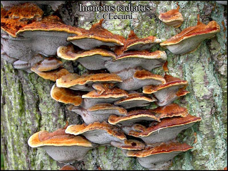 Inonotus_radiatus