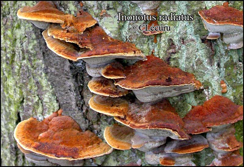 Inonotus_radiatus
