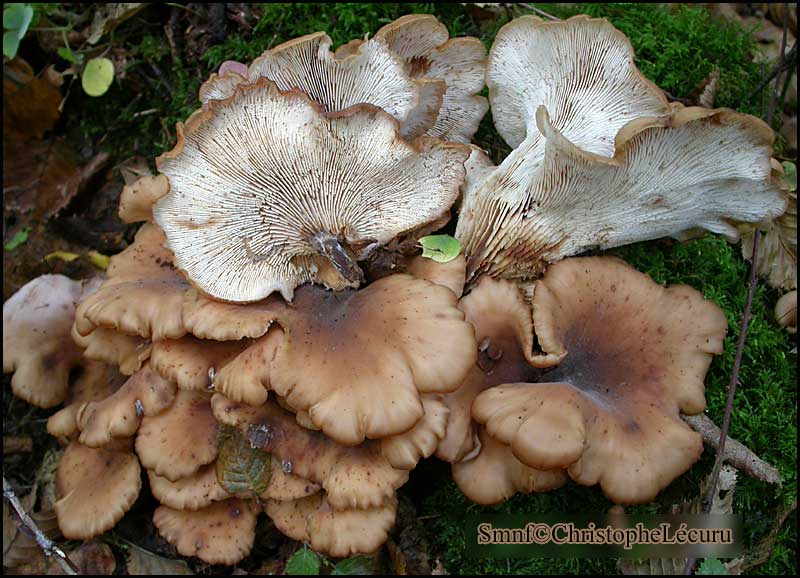 Lentineellus_cochleatus