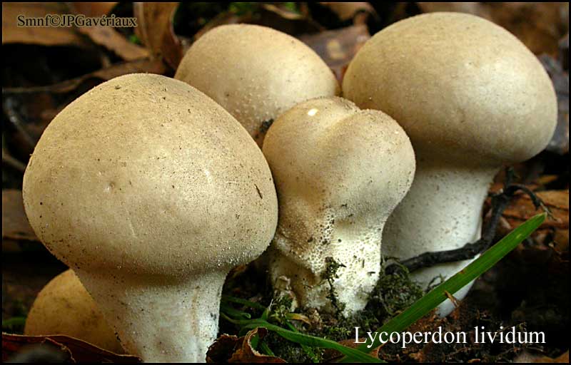 Lycoperdon_lividum