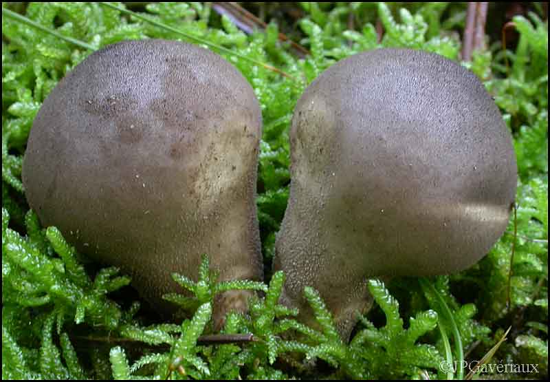 Lycoperdon_lividum