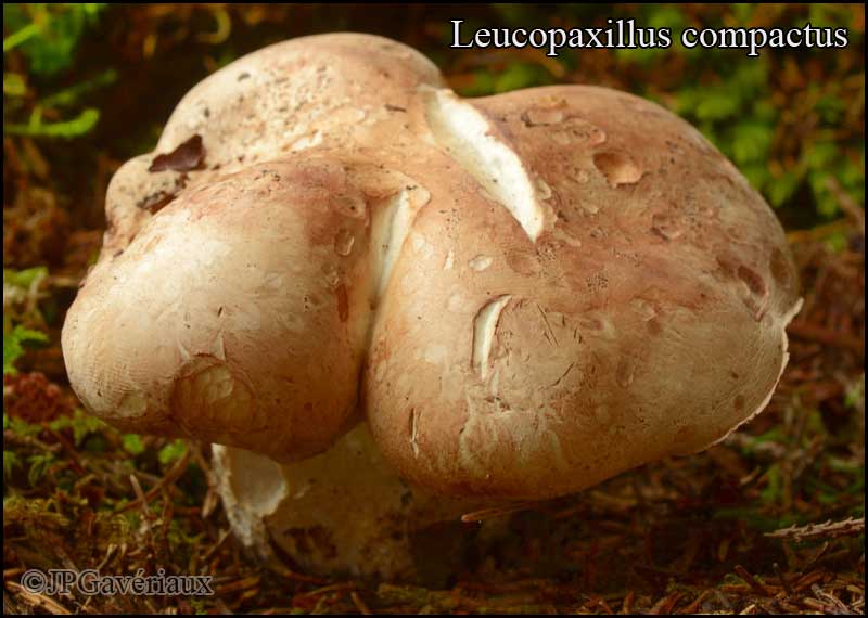 Leucopaxillus_compactus