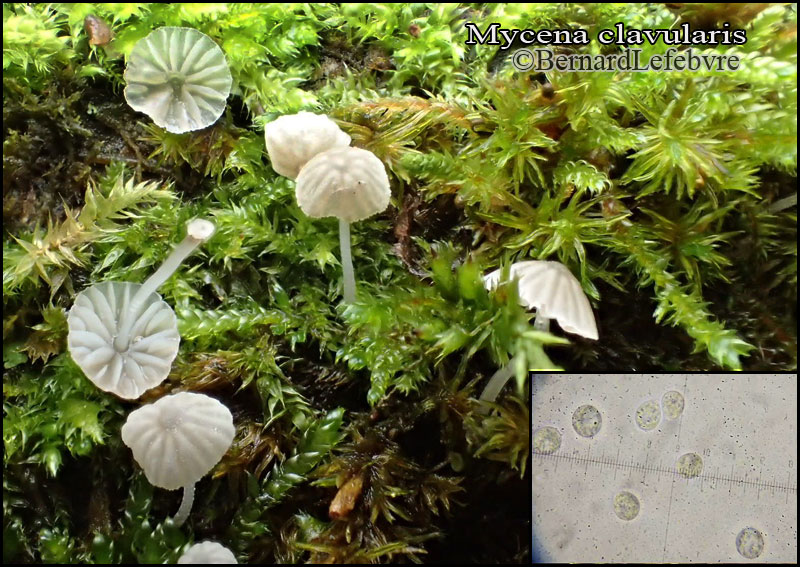 Mycena_clavularis