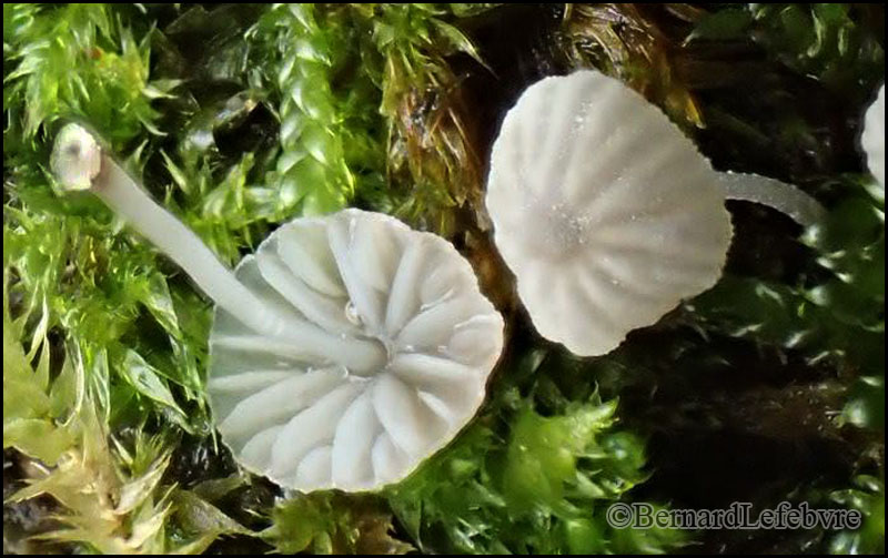 Mycena_clavularis