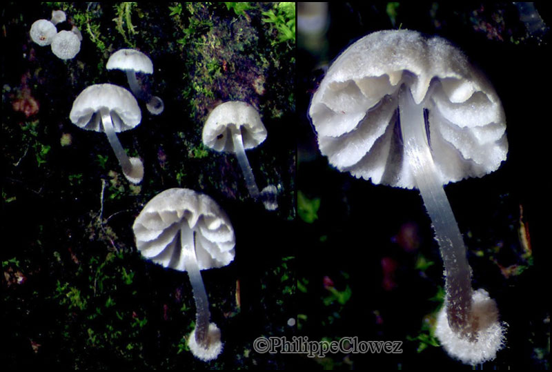 Mycena_clavularis