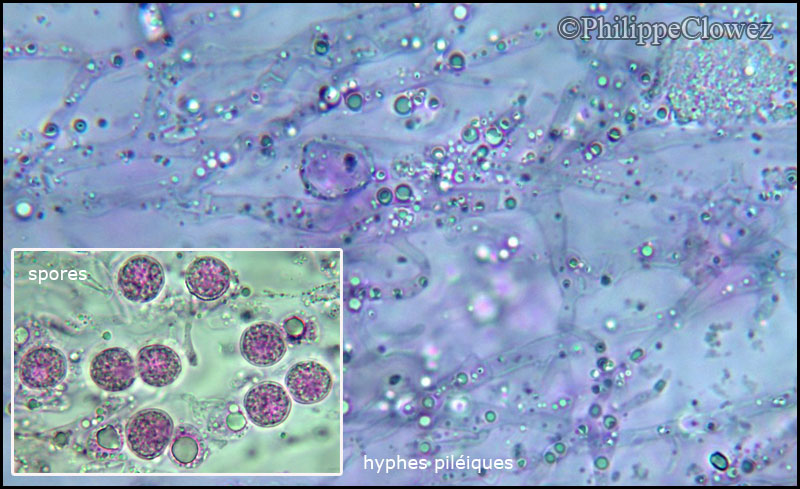 Mycena_clavularis