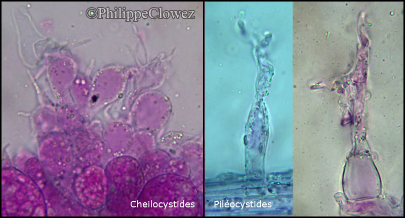 Mycena_clavularis