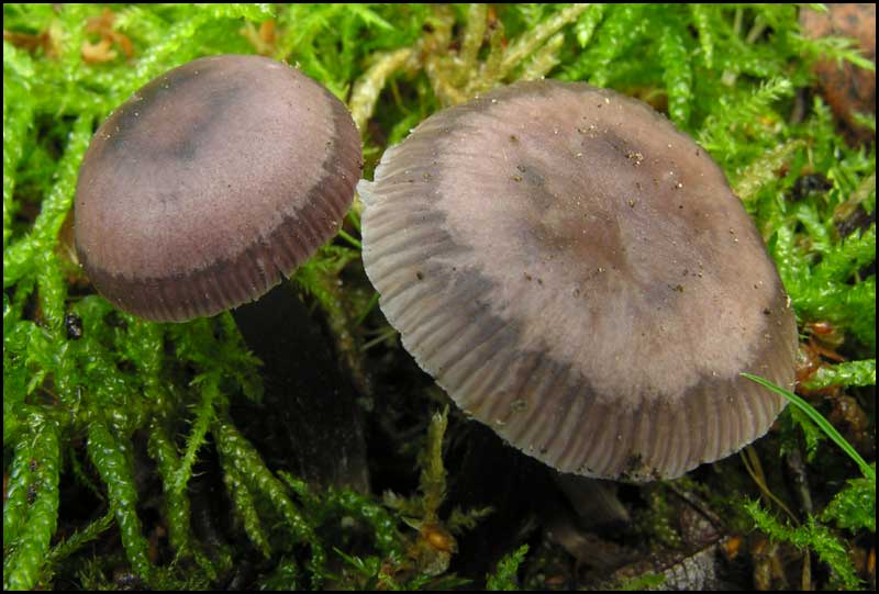 Mycena_disoma