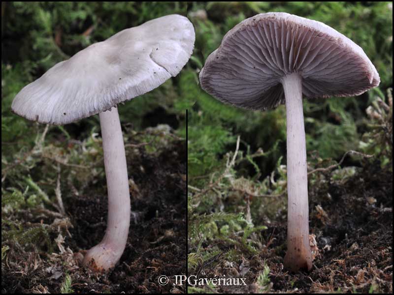 Mycena_pelianthina