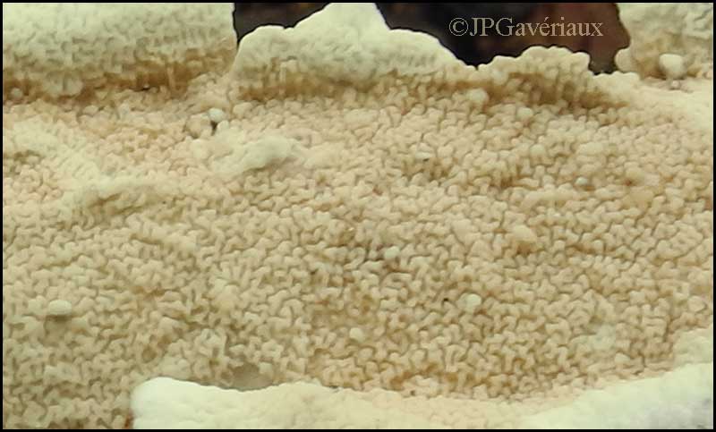 Meruliopsis_corium