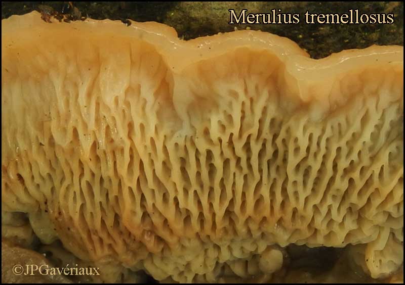 Merulius_tremellosus