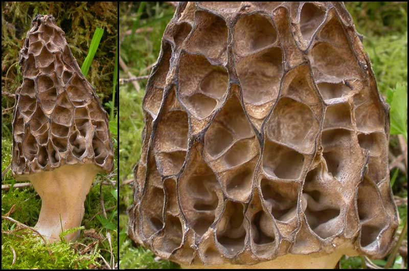 Morchella_conica