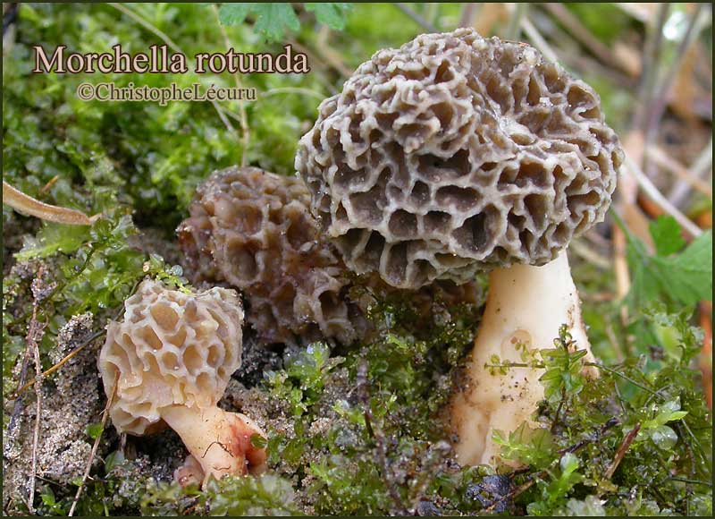 Morchella_rotunda