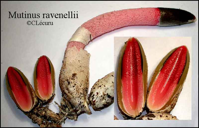 Mutinus_ravenelli