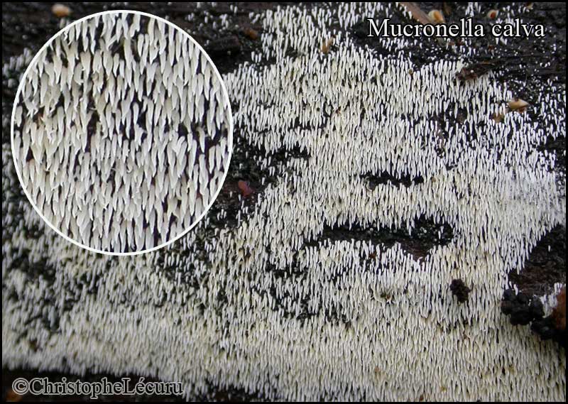 Mucronella_calva