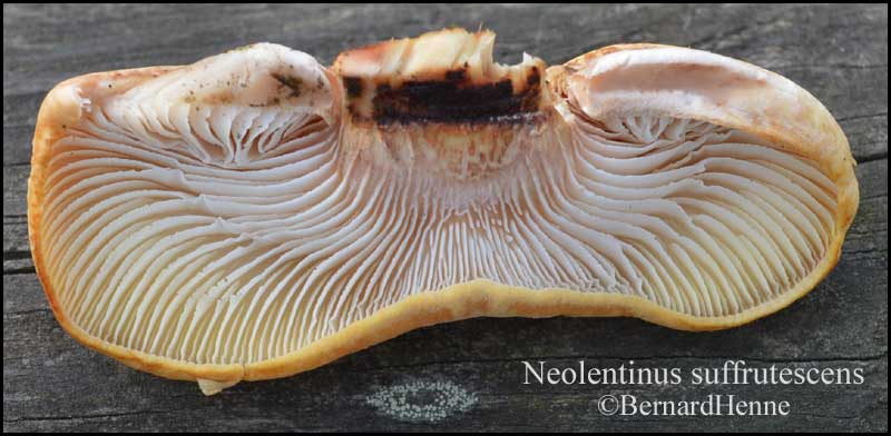 Neolentinus_suffrutescens