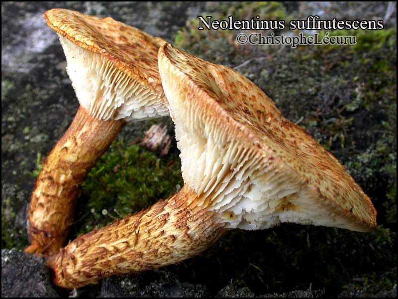 Neolentinus_suffrutescens