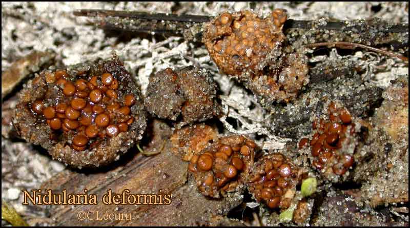 Nidularia_deformis