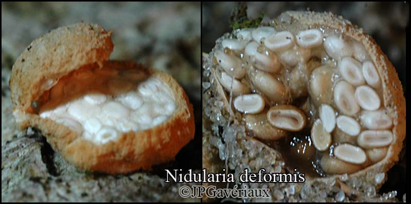 Nidularia_deformis