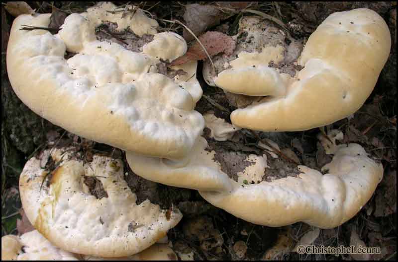 Perenniporia_fraxinea