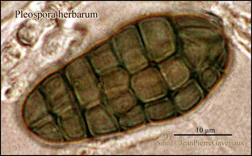 Pleospora_herbarum