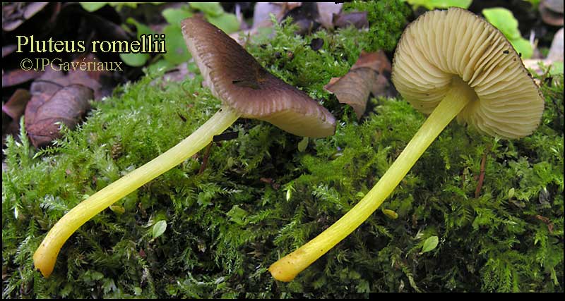 Pluteus_romellii
