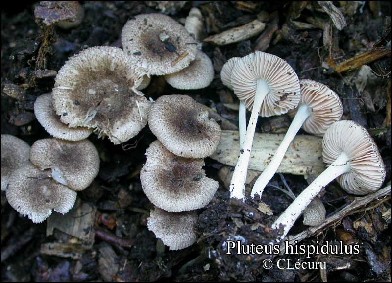 Pluteus_hispidulus