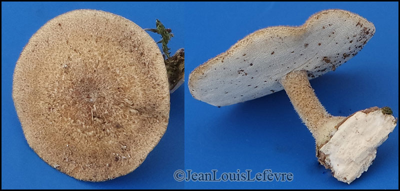 Lentinus_substrictus