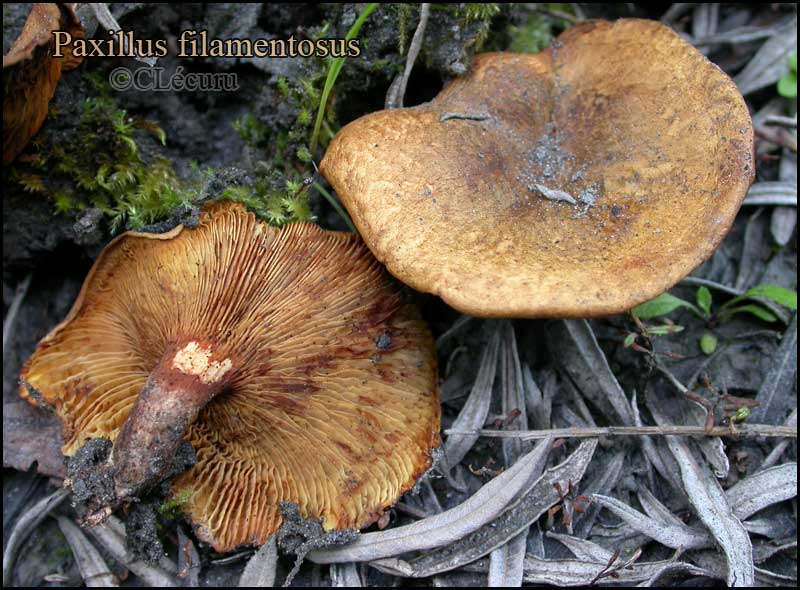 Paxillus_filamentosus