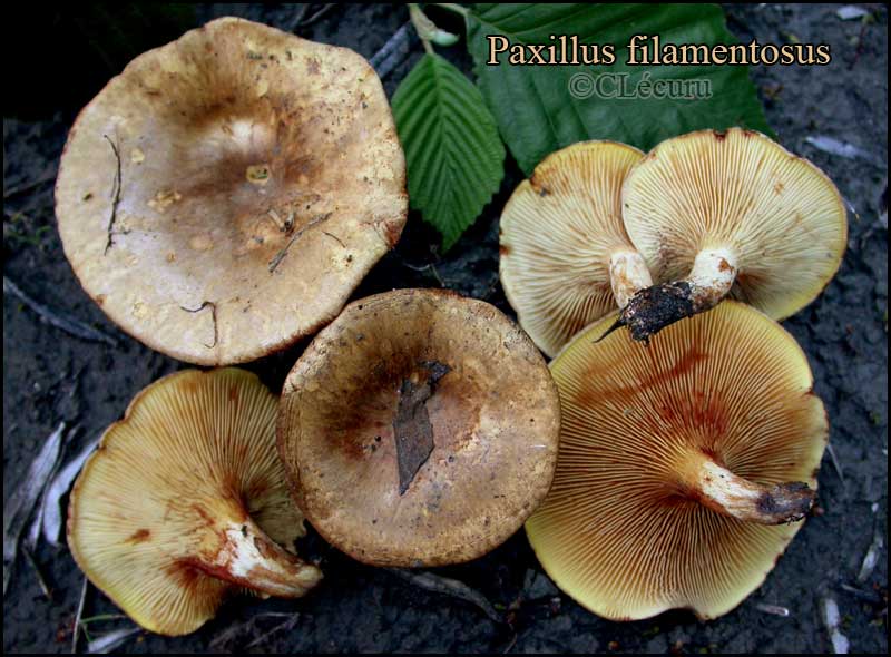 Paxillus_filamentosus