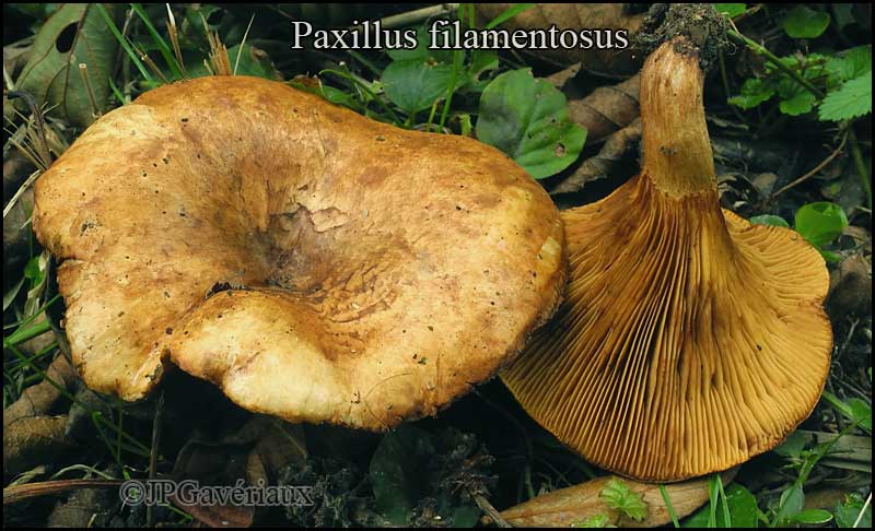 Paxillus_filamentosus