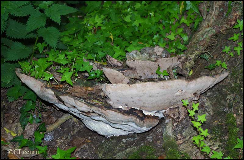 Perenniporia_fraxinea