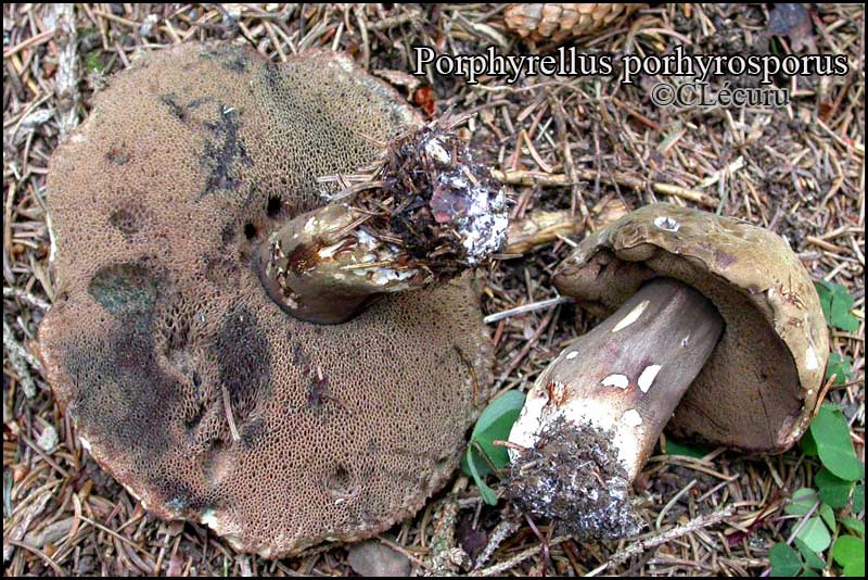 Porphyrellus_porphyrosporus