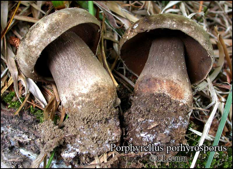 Porphyrellus_porphyrosporus