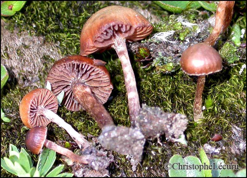 Psilocybe_chionophila
