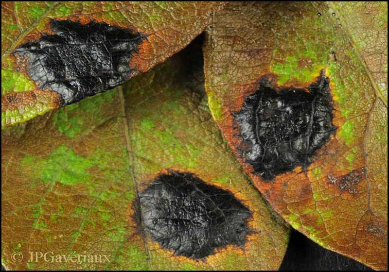 Rhytisma_salicinum