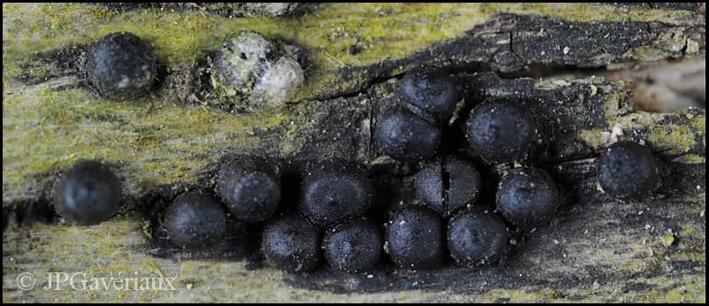 Rosellinia_britannica