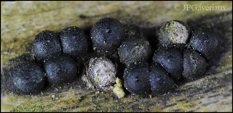 Rosellinia_britannica