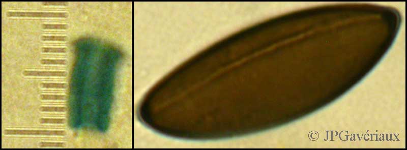 Rosellinia_britannica