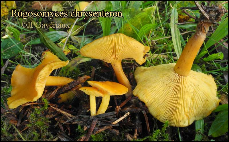 Rugosomyces_chrysenteron