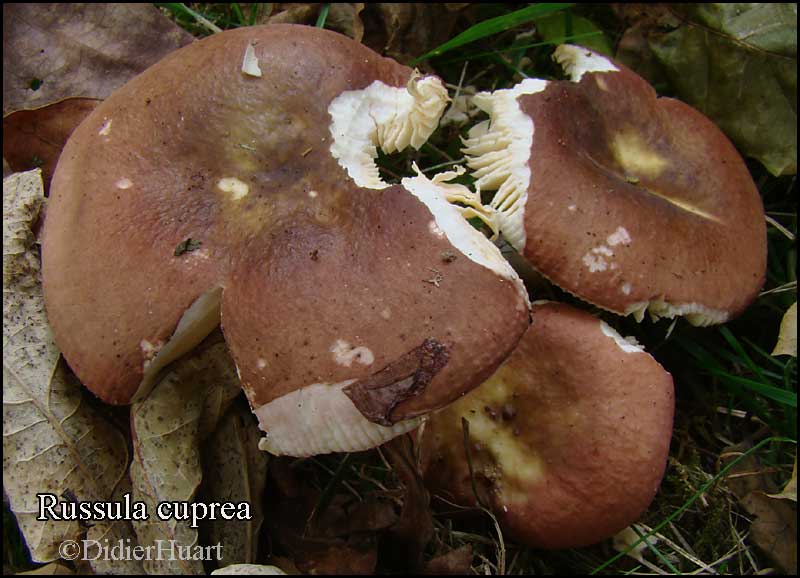 Russula_cuprea