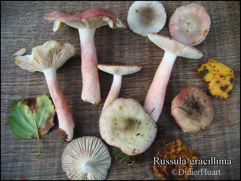 Russula_gracillima