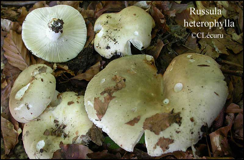 Russula_heterophylla