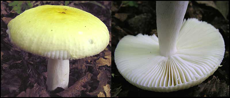 Russula_solaris
