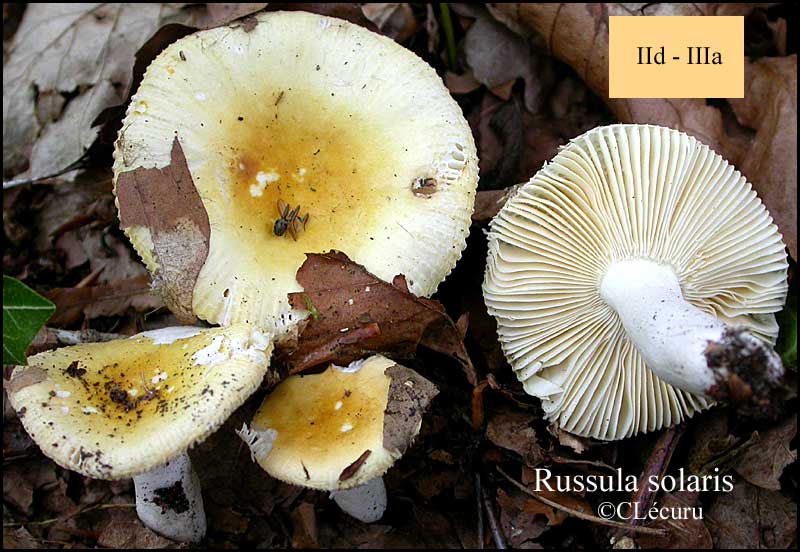 Russula_solaris